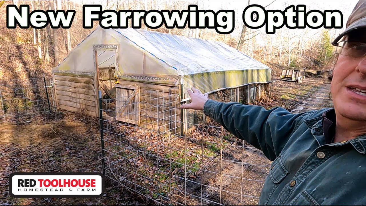 NEW Pig Farrowing Setup in Our HOOP HOUSE - YouTube