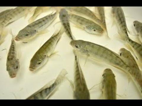 Introduction to Fish Farming - YouTube