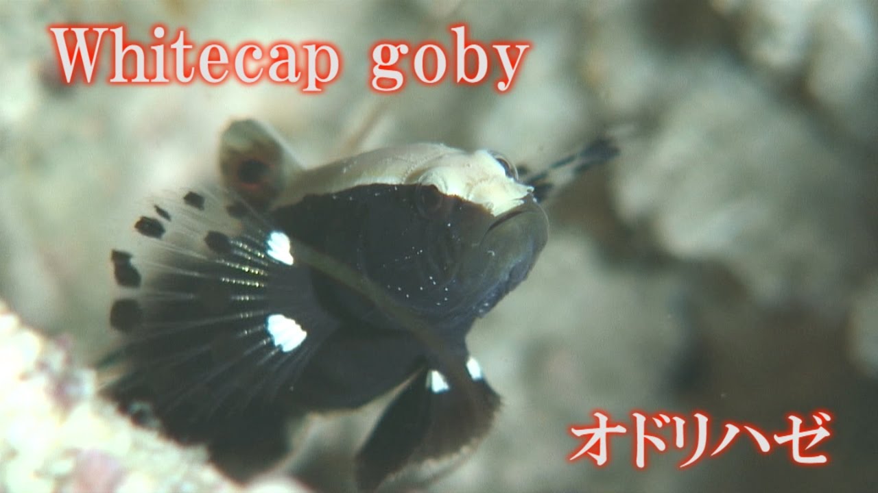 Whitecap goby オドリハゼ Lotilia graciliosa Dancing shrimp goby - YouTube
