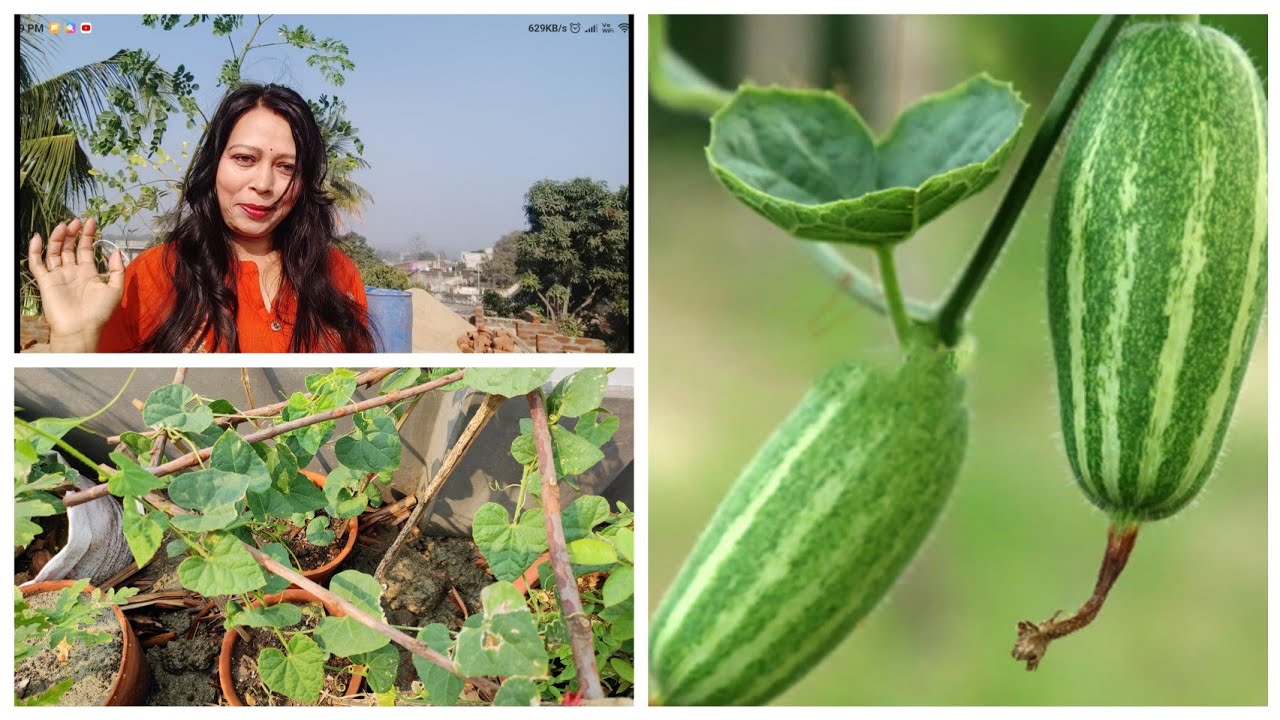 How To Grow Pointed Gourd From Cutting - YouTube