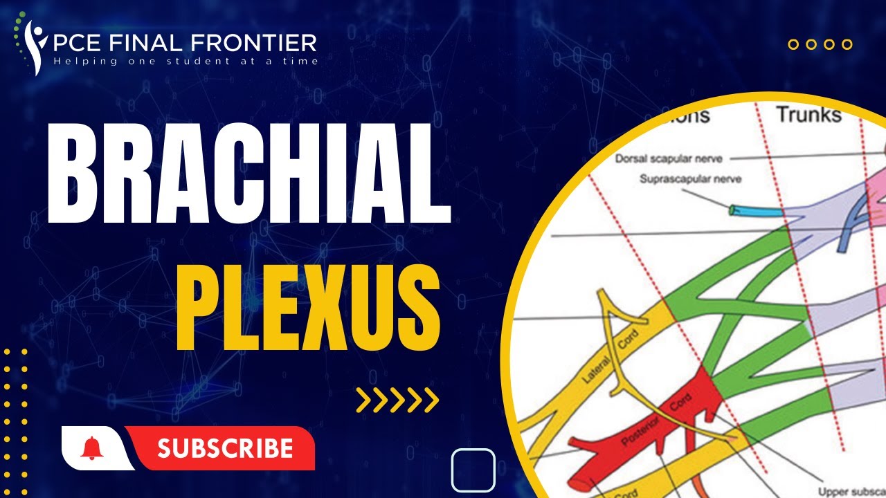 Brachial Plexus Concept & Understanding Nerve Injury | PT Exam Canada ...
