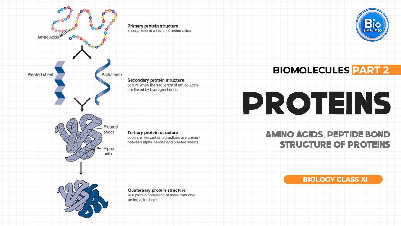 Proteins | Biomolecules Part 2 | Biology Class XI | BioSimplified - YouTube