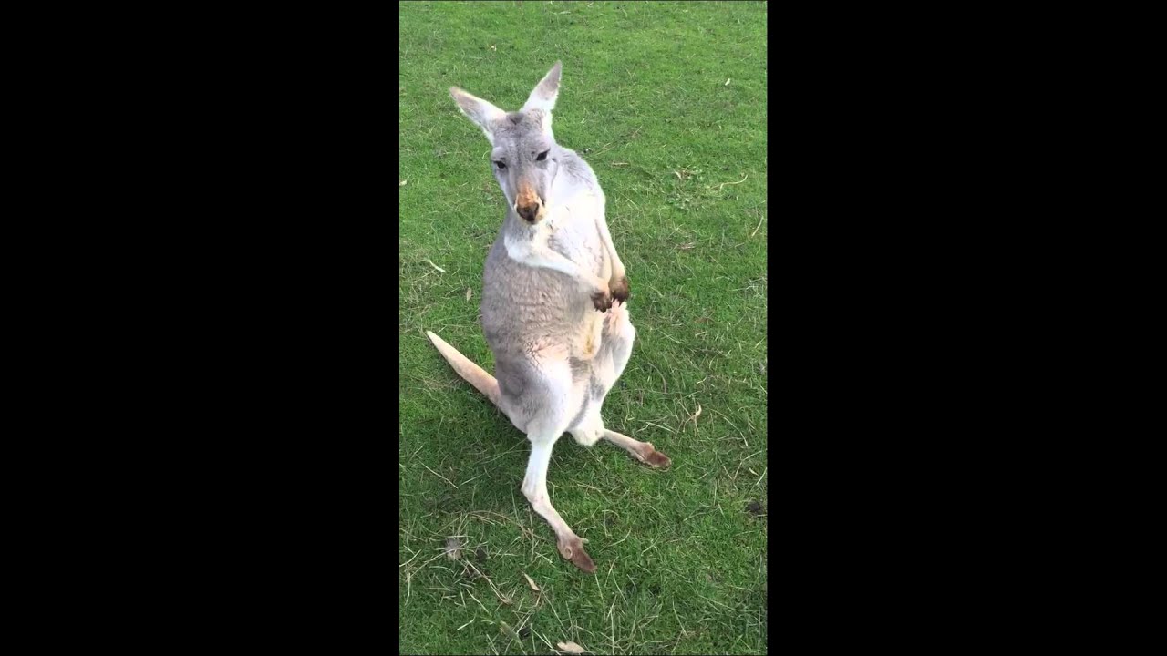 Kangaroo dancing - YouTube
