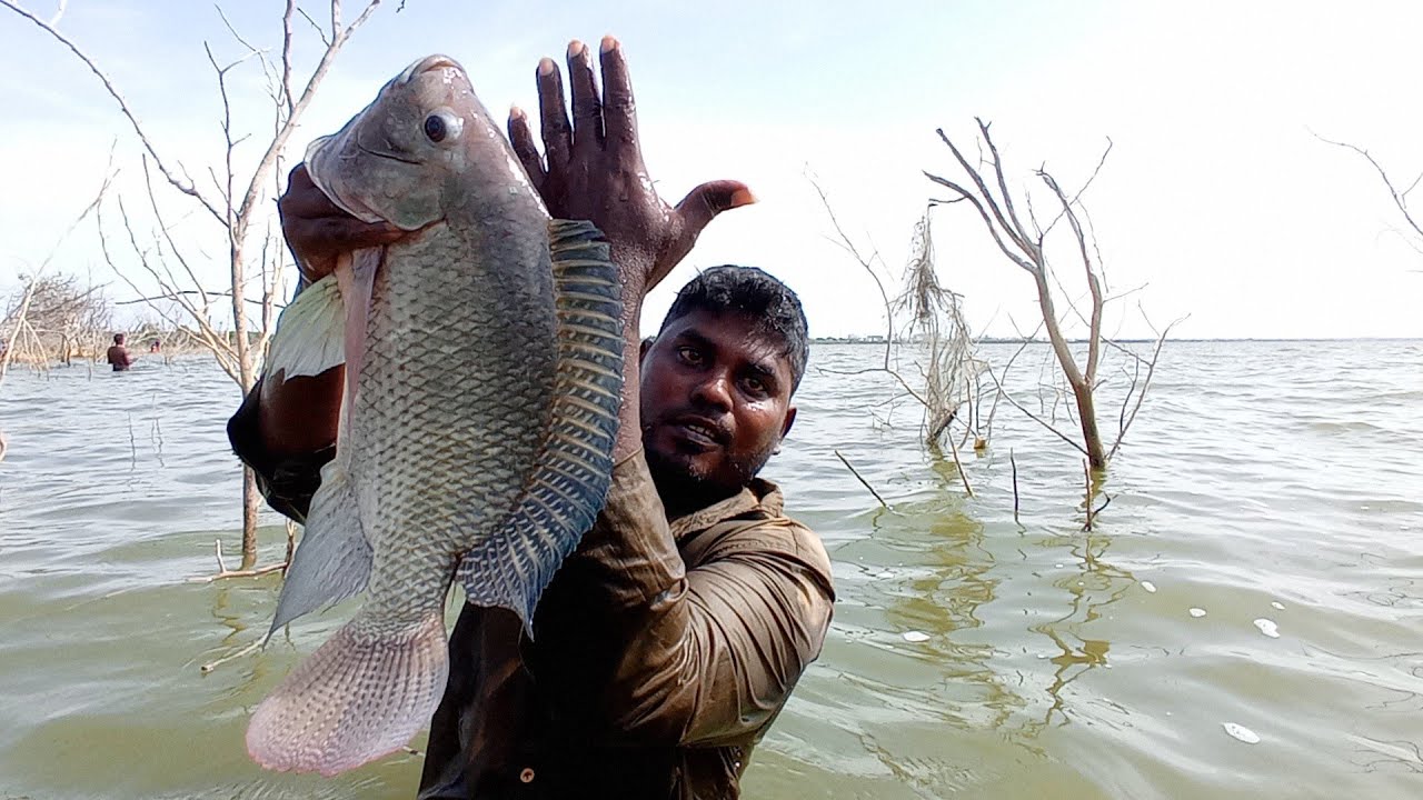 Unbelievable Catching of 2 Kg COLOR Tilapia Fish in Lake | Best Fishing ...