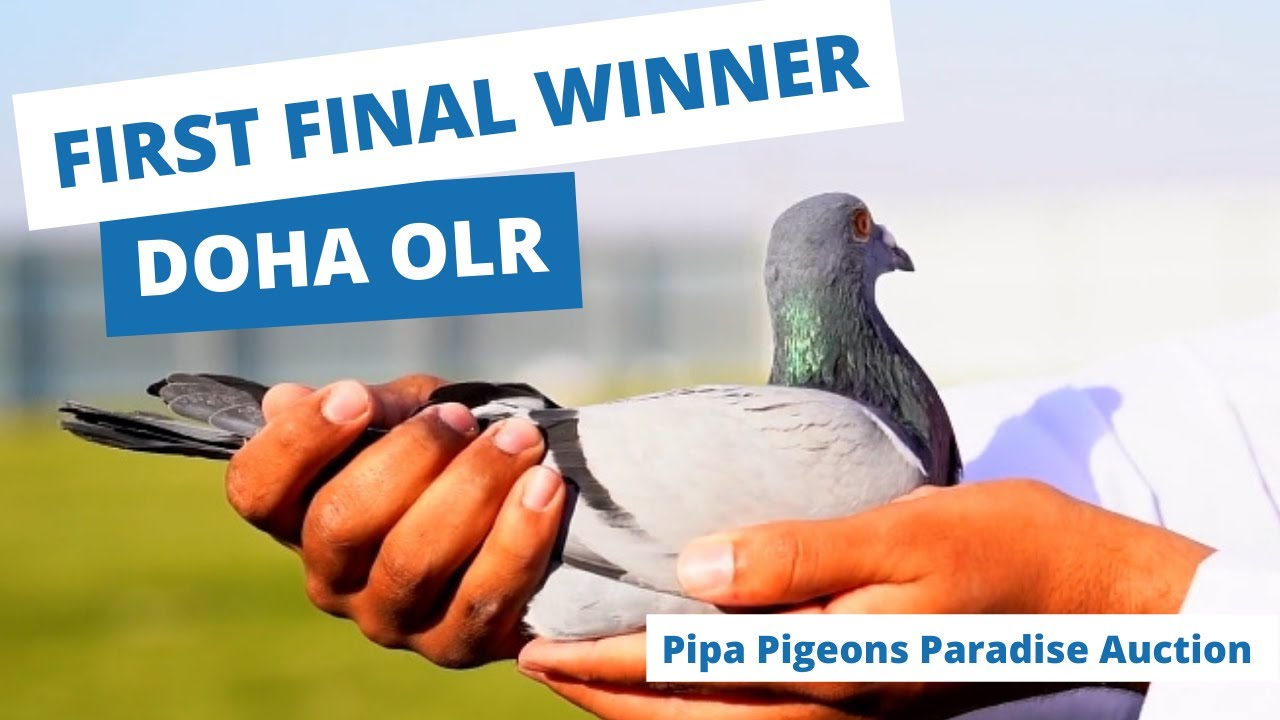 First Final Winner Racing Pigeon Of Doha One Loft Race Now In Pipa ...