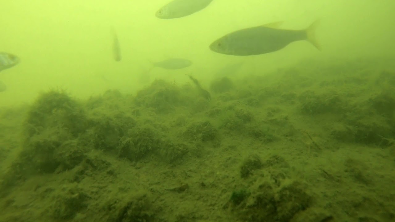 Fische im Rhein Herne Kanal Unterwasseraufnahme - YouTube