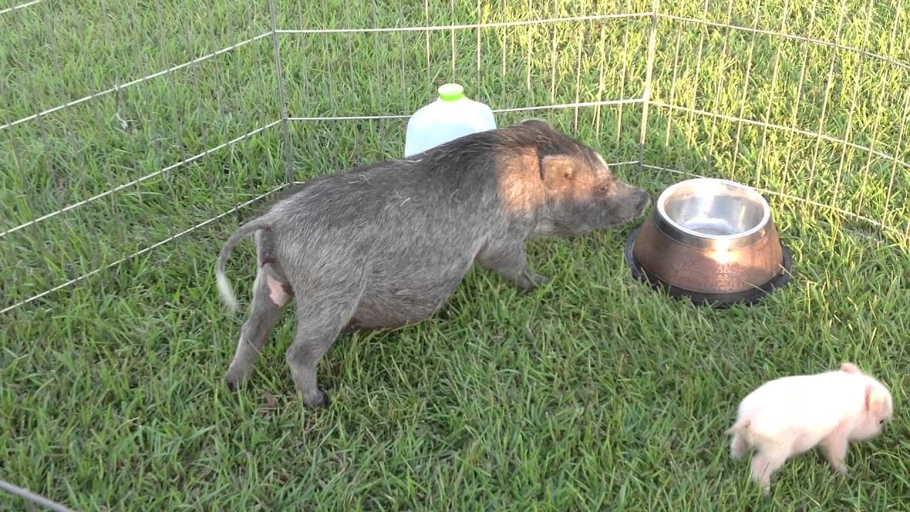 POSH PIGS--Micro nano female with babies - YouTube