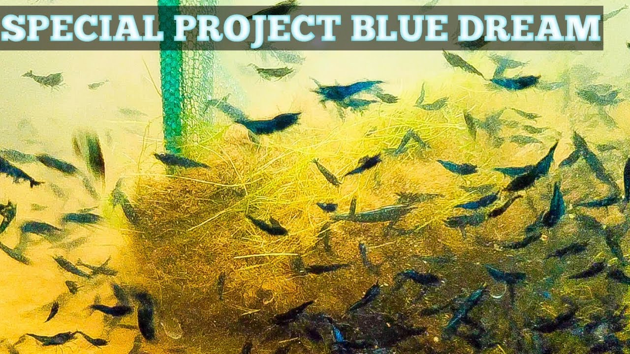 Breeding Blue Dream Shrimp SPECIAL Breeding Project - YouTube