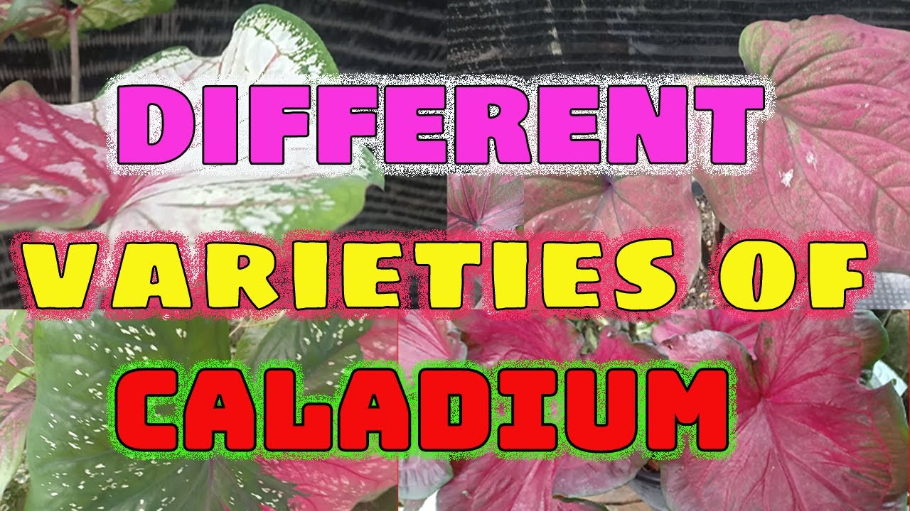 Different Varieties of caladium | 12 different caladium varieties | My ...