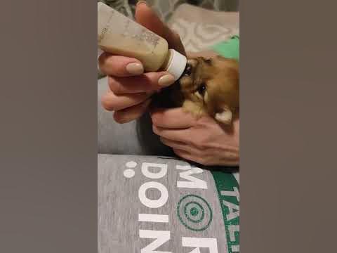 Щенкам шпица 3 недели. Подкормка из бутылочки. Сучье молоко и немного ...