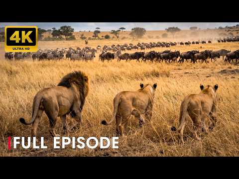 ULTIMATE PREDATORS | Only the Strongest Survive | FULL EPISODE | Wildlife Documentary
