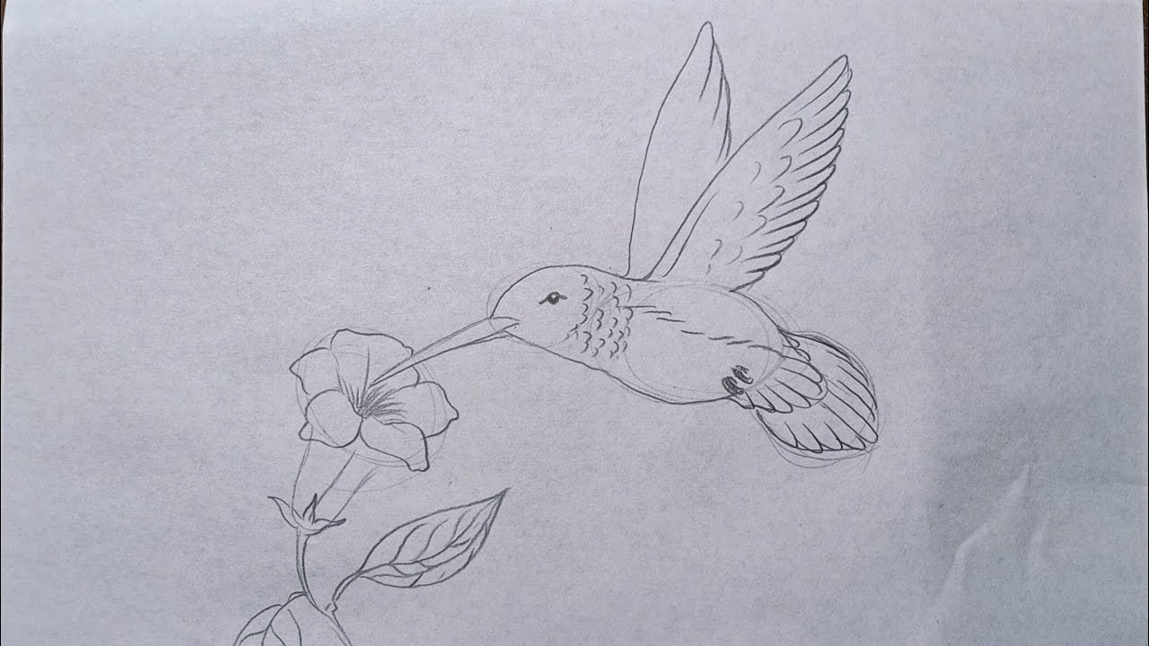 How to draw a hummingbird step by step - YouTube