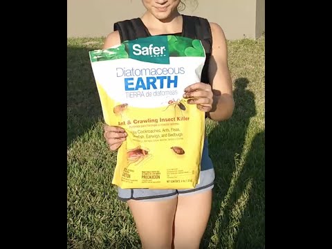 Can Diatomaceous Earth Kill Bees