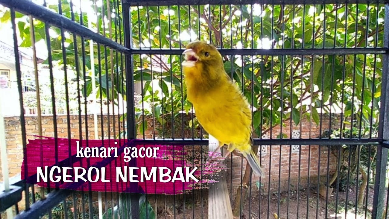 KENARI IJO BOTOL GACOR NGEROL NEMBAK - YouTube