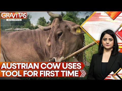 Meet Veronica: The Smart Cow That Astonishes Scientists With Rare Tool Use | GRAVITAS