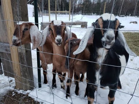 Installing RedBrand woven wire pasture fence for our sheep and goats ...