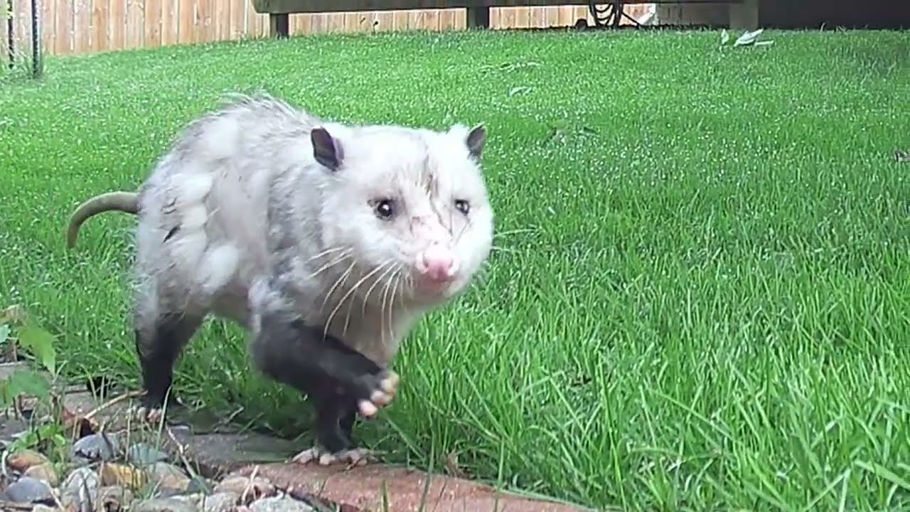 Rabbit and Possum in Broad Daylight - YouTube