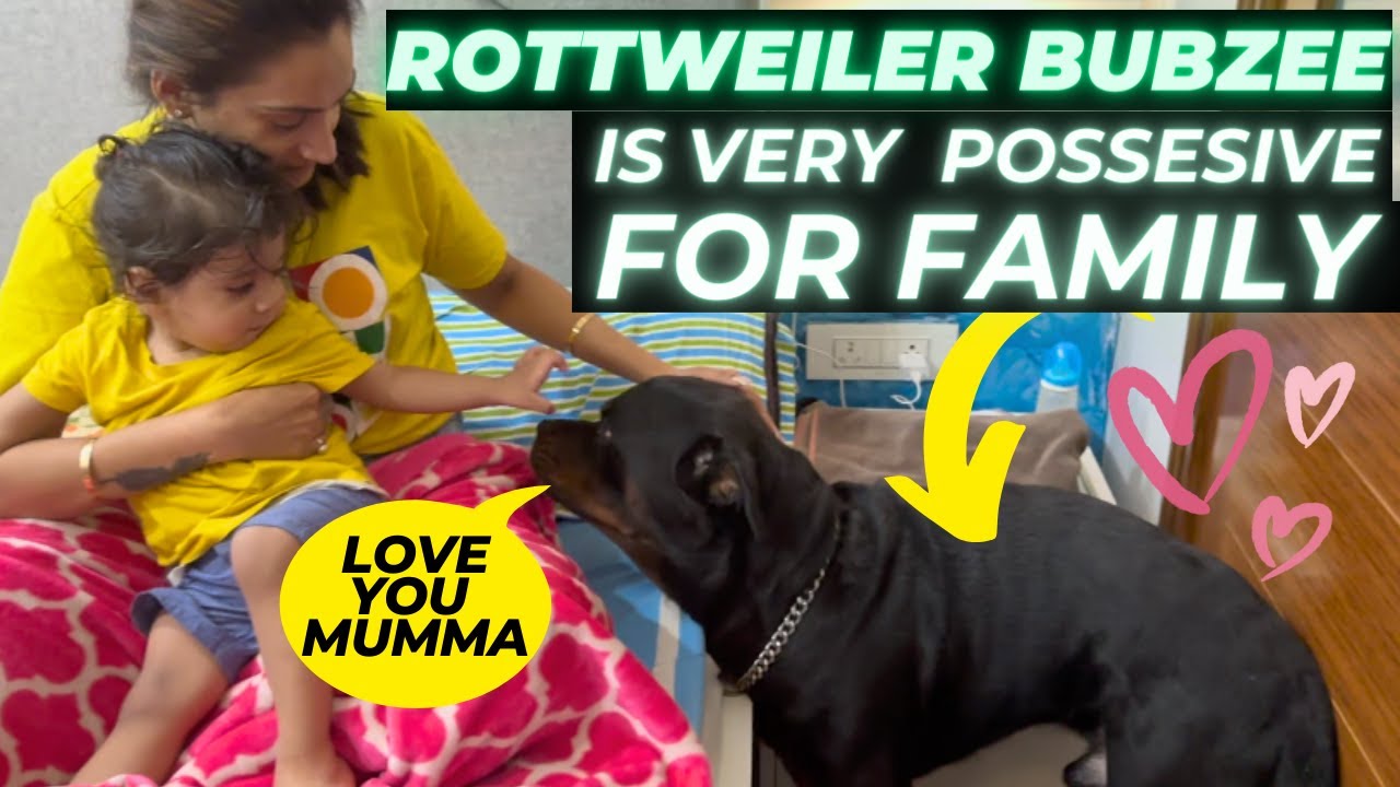 Rottweiler Bubzee Gets Emotional With Family: Bubzee Is Possesive For ...