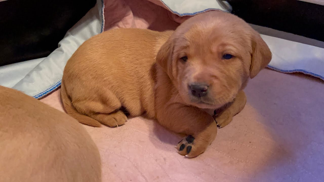 Puppies have their new collars , 3,5 weeks old fox red Labrador ...