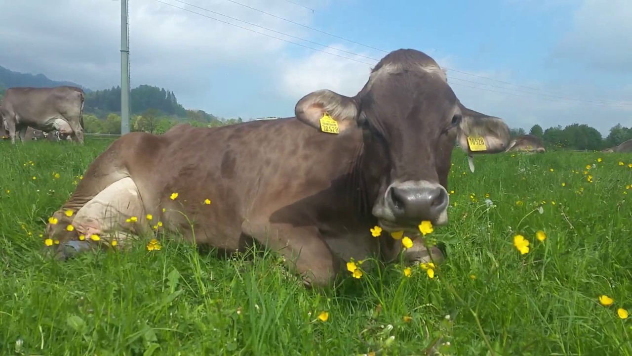 Bavarian cow is having breakfast - YouTube