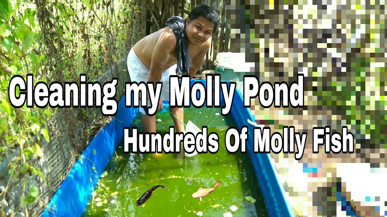 Molly fish Cleaning my Molly pond with Hundreds of mollies on it - YouTube