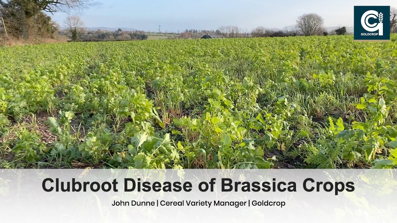 Clubroot Disease of Brassica Crops - YouTube