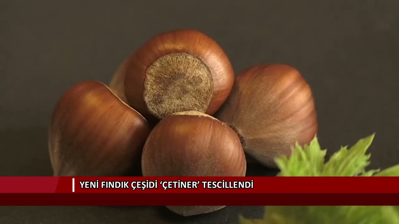 Yeni fındık çeşidi "Çetiner" tescillendi - YouTube