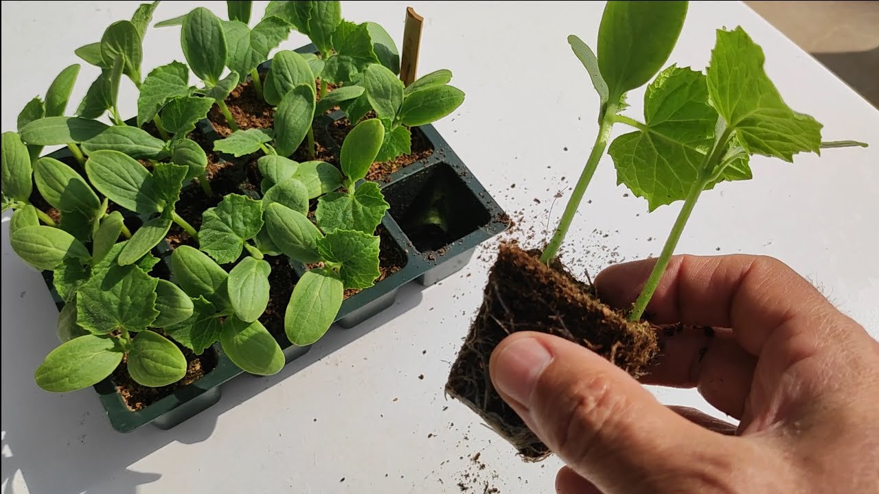 Semillero de PEPINOS - YouTube