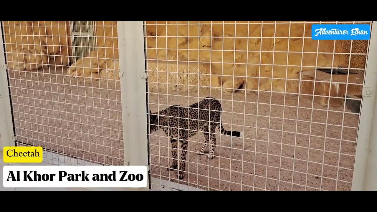 Cheetah 📍Al Khor Park and Zoo, Qatar 🇶🇦 - YouTube