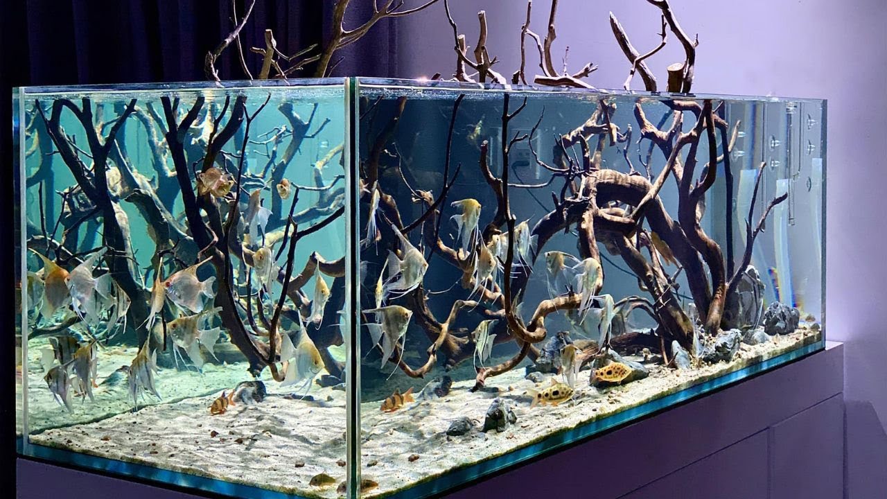 Unbelievable Angelfish Aquarium! Beautiful & Clean Angelfish Aquascape ...