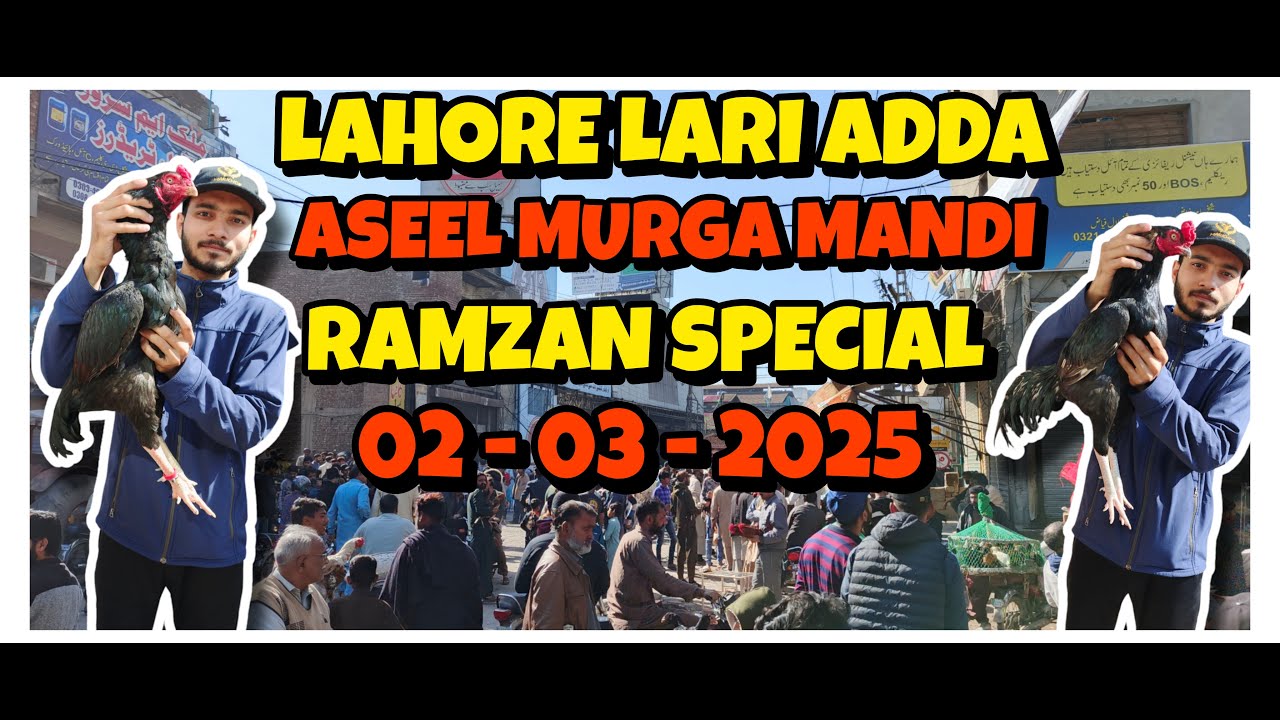 lahore lari adda aseel murga mandi 2025 | Murga mandi lahore lari adda ...