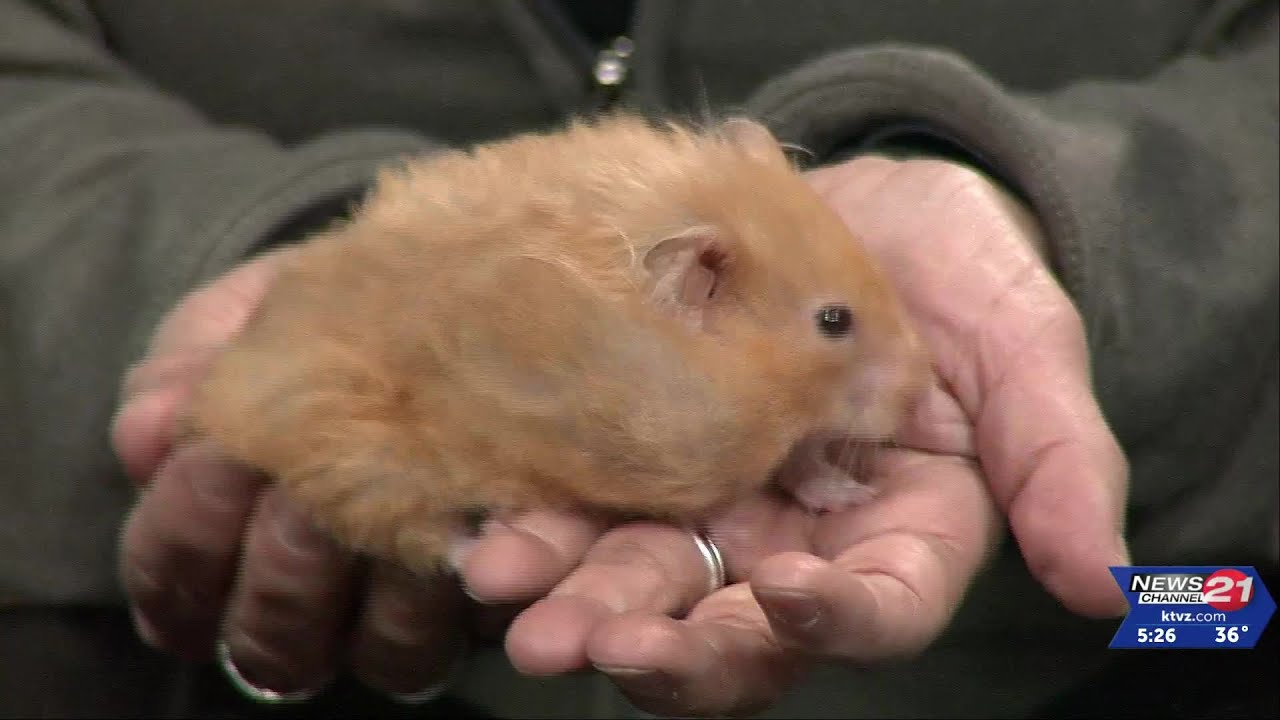 Furry Friends: Sweet, active Darwin fits in your hands - YouTube