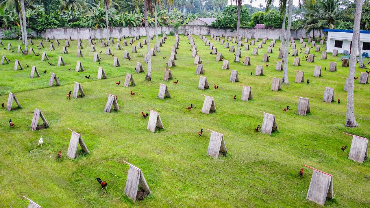 How They Breed Thousands of Elite Roosters Every Year - YouTube