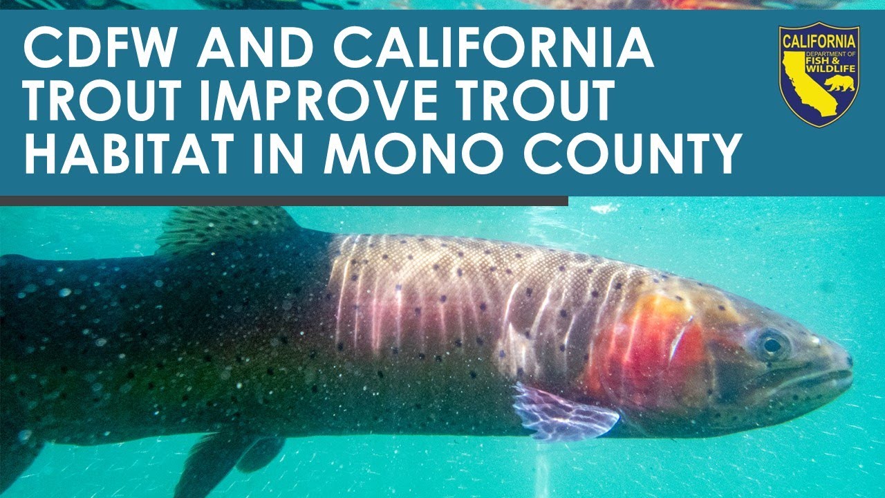 CDFW and California Trout Improve Trout Habitat in Mono County - YouTube