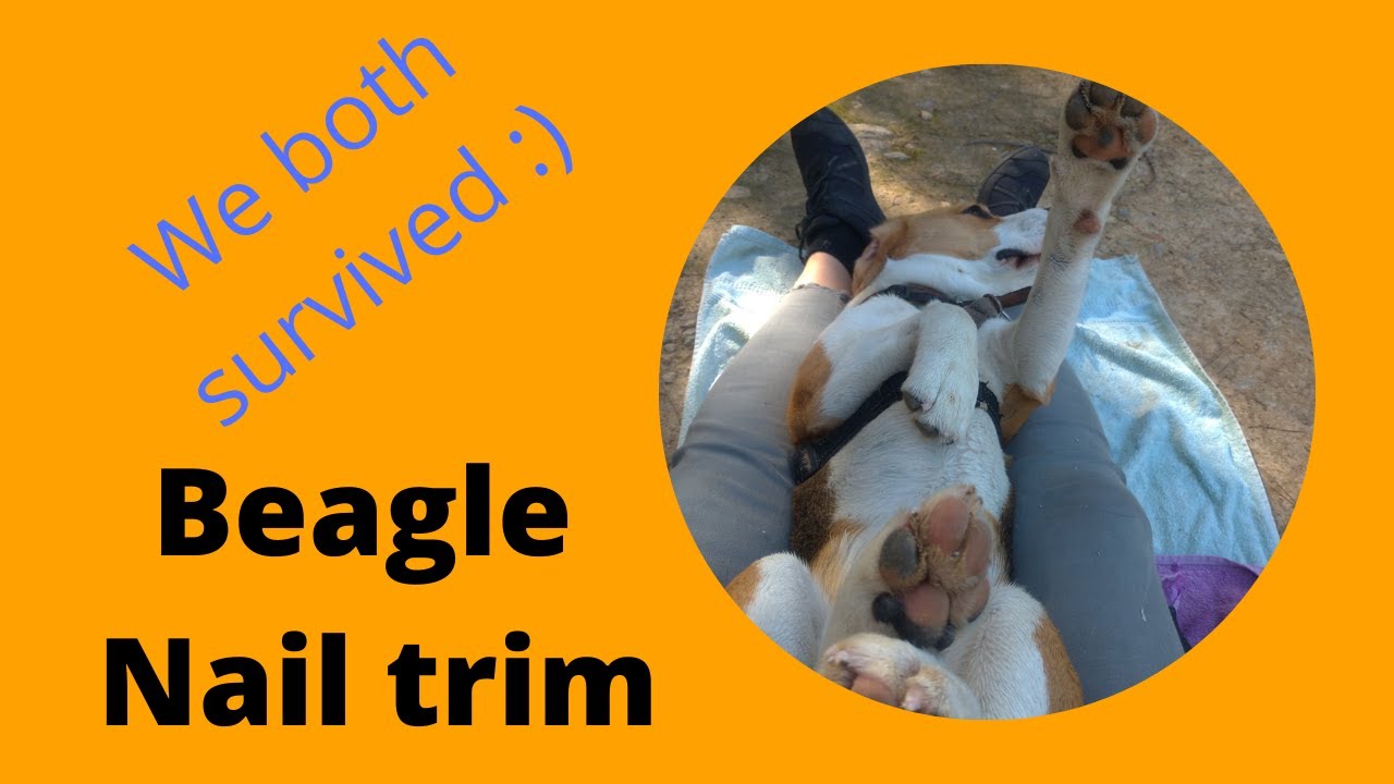 Beagle Nail trim...it is possible :) #Pawdicure #beagle #dognailtrim ...