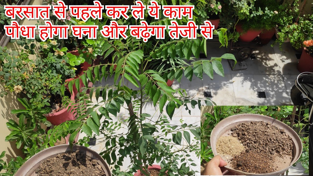 How to make curry patta plant bushy, Curry patta plant care, organic ...