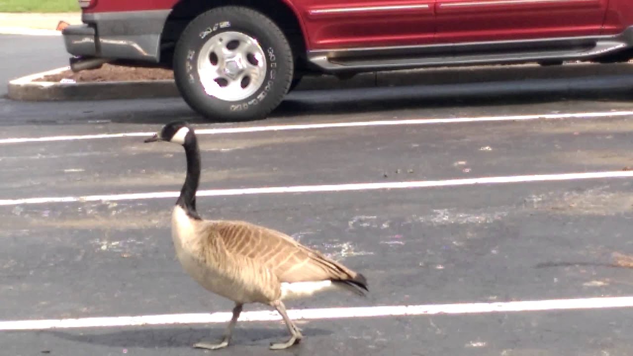 Canadian Geese take over Ohio - YouTube