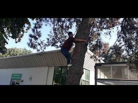 Yavru Panda Çıktığı Ağaçta Mahsur Kaldı...