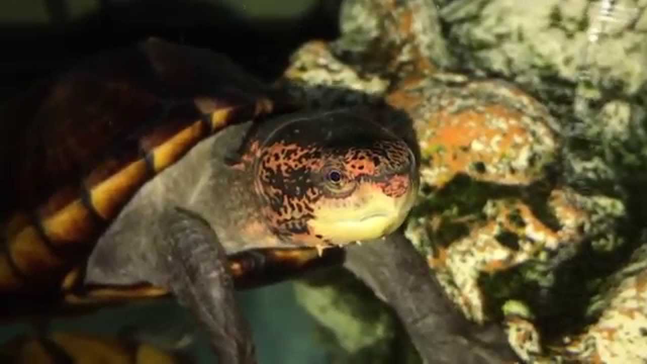 Colorful Female Red Cheeked Mud Turtle - YouTube