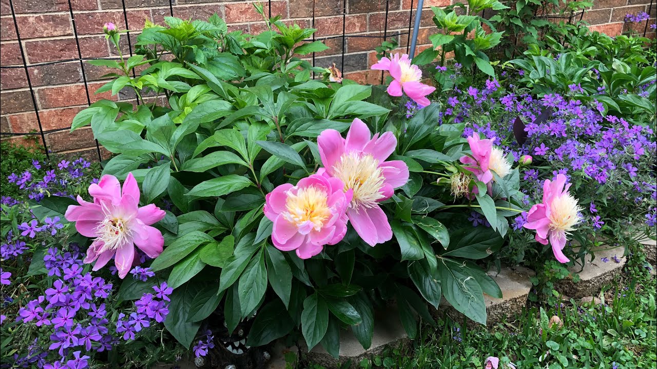 Bowl of Beauty peony.Beautiful peony.How to grow in North Texas.Zone 8a ...