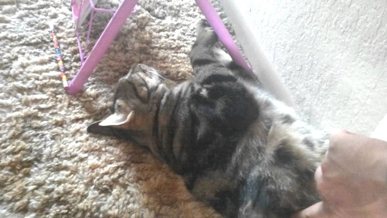 Dead kitty cat - YouTube