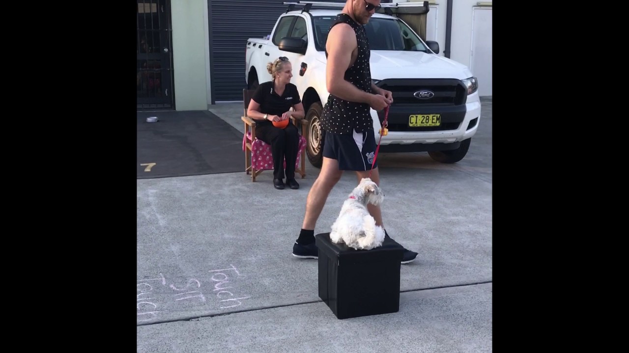 Growly Dog Class Mayfield - YouTube