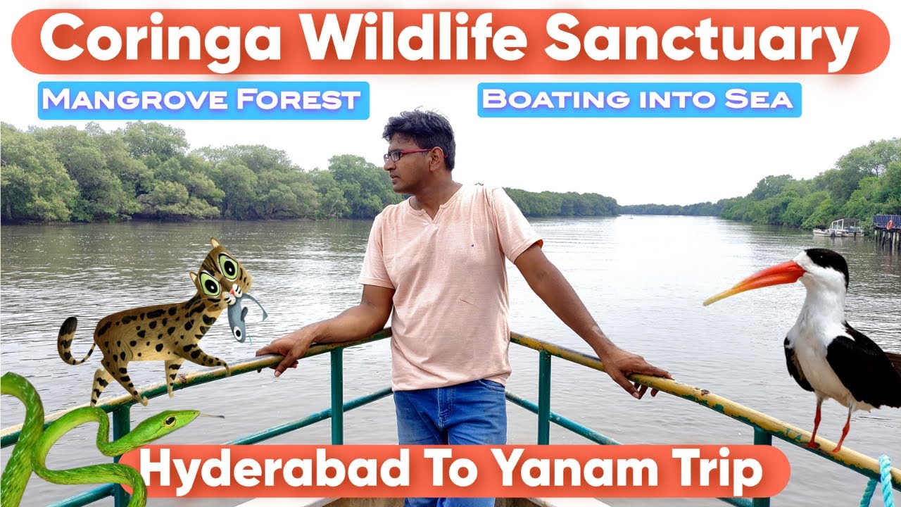 Coringa Wildlife Sanctuary Detailed Video in 4K | Andhra Pradesh ...