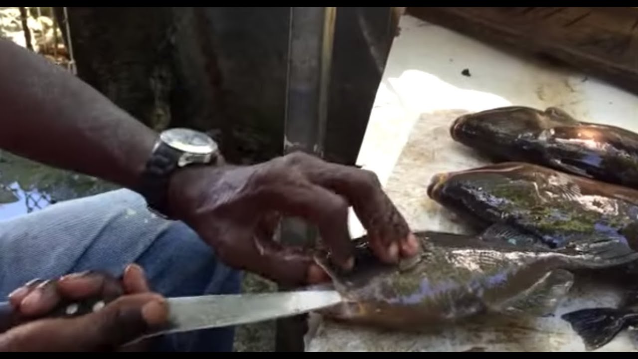 Comment nettoyer les balistes (Poisson) bourses - KANAL AUSTRAL.TV ...