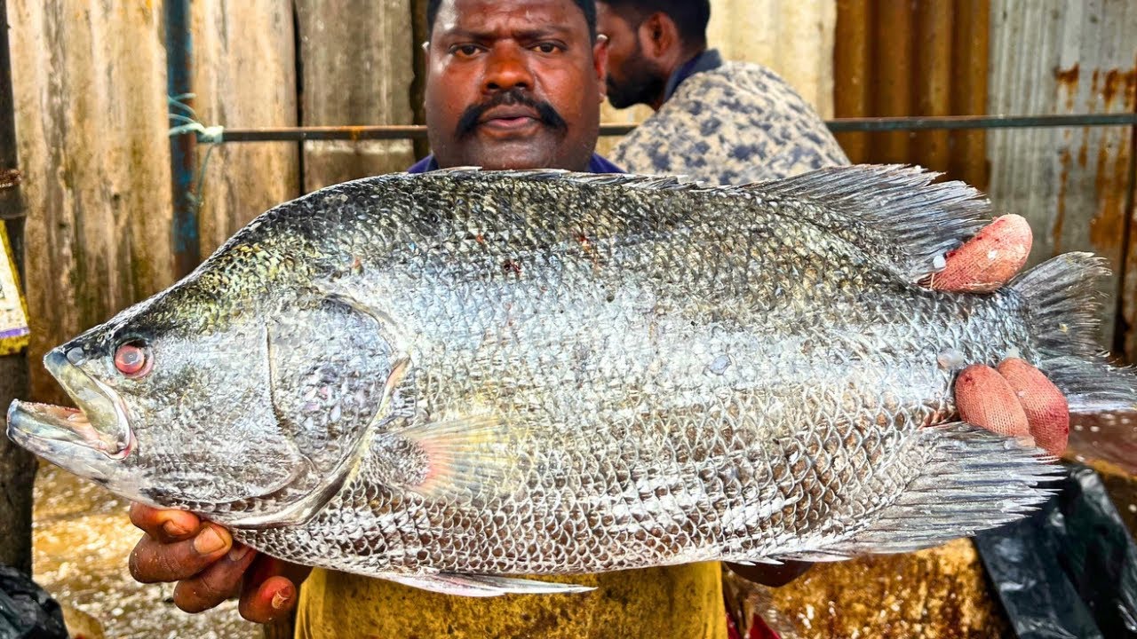 KASIMEDU 🔥 SPEED SELVAM | BIG KAL KODUVA FISH CUTTING VIDEO | FF ...