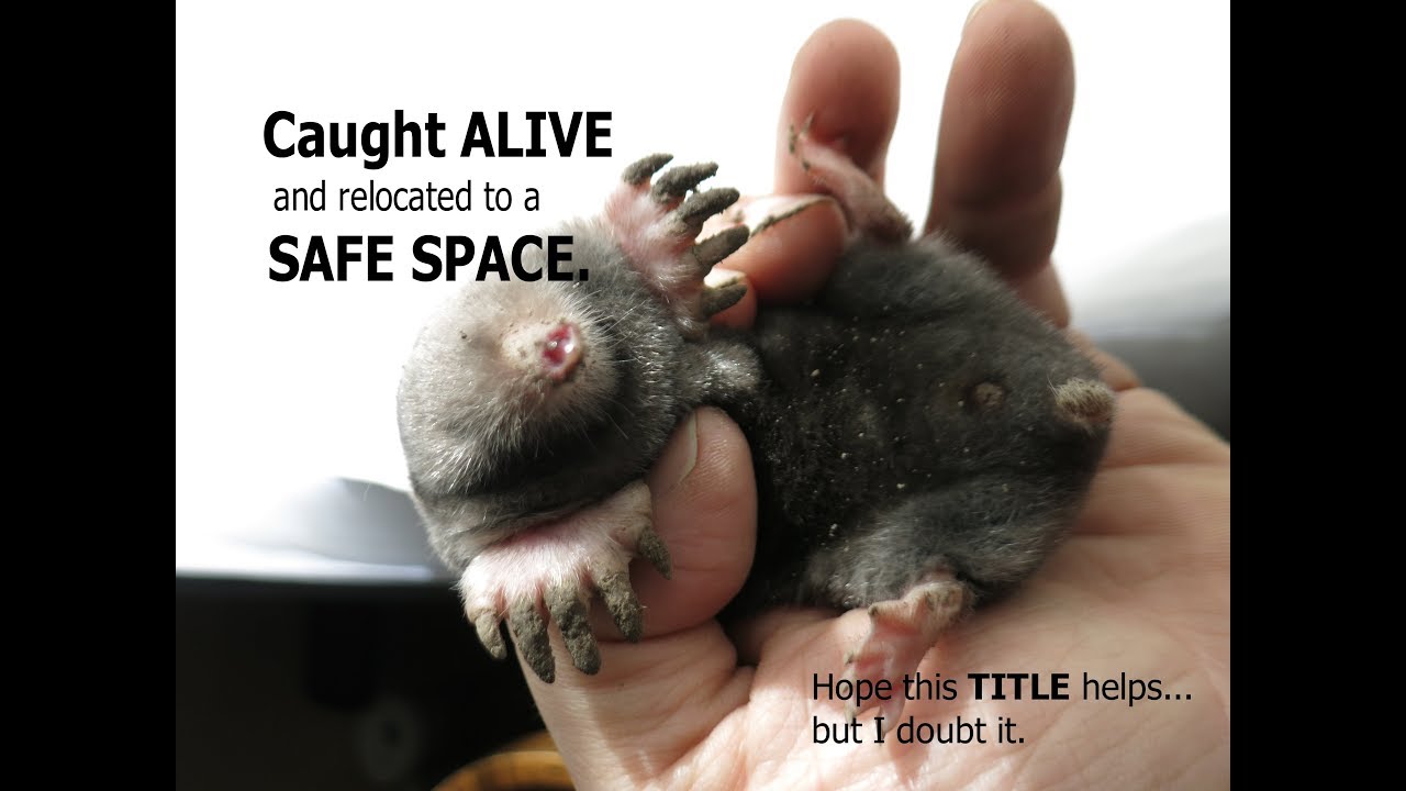 Mole Caught Alive and Relocated to a SAFE SPACE | Hope this TITLE helps ...