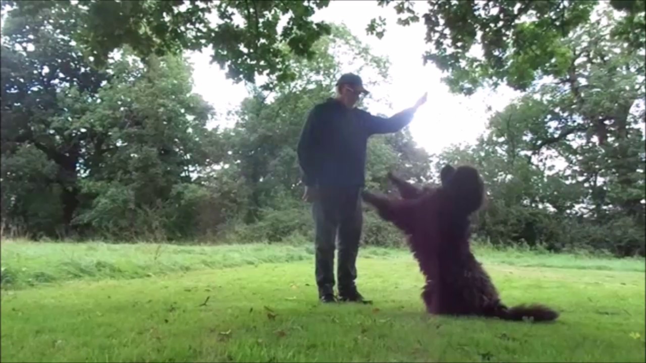 Blue Newfoundland dog with One Moment in Time - YouTube