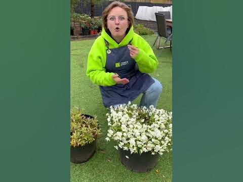 Виола Кул Вейв #семена #дача #сад #огород - YouTube