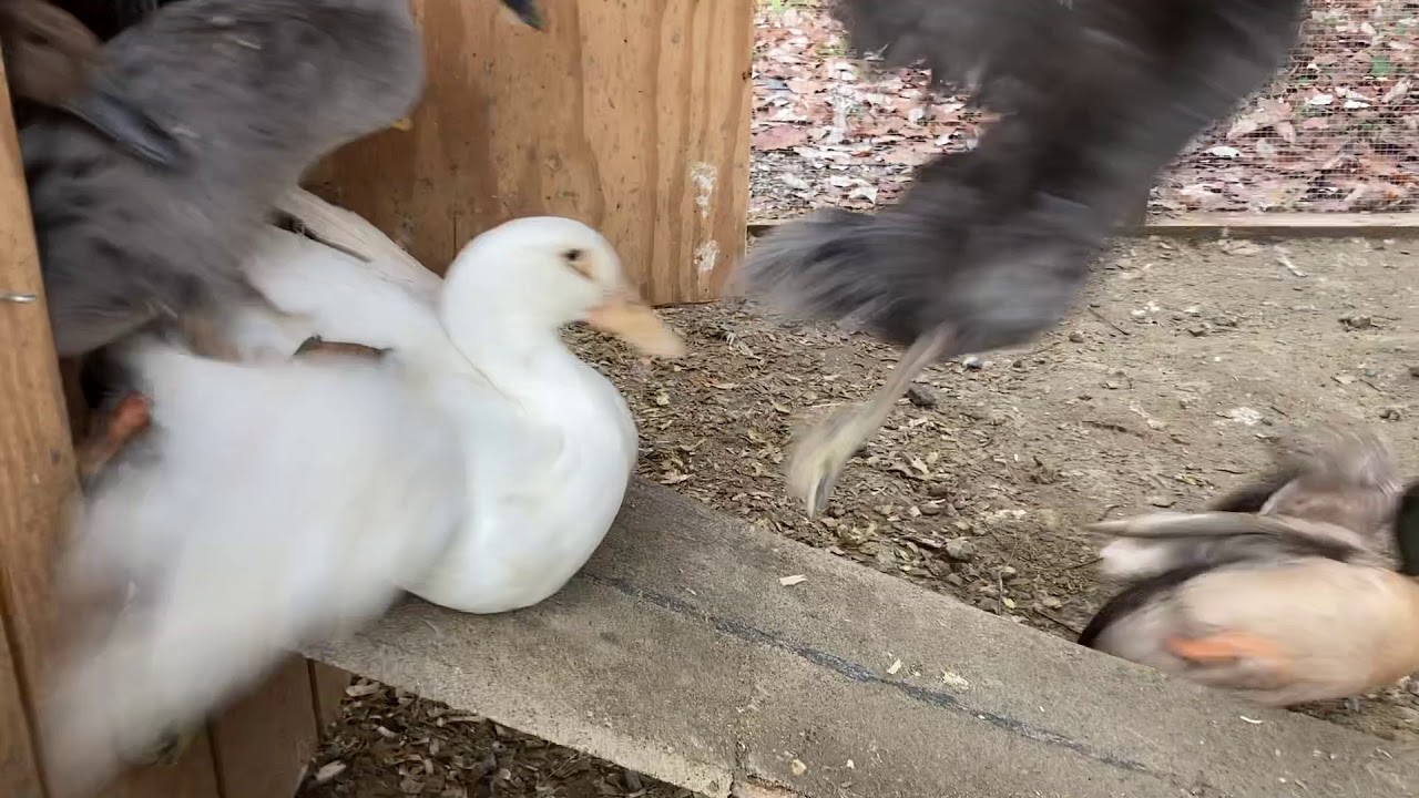 Super Duck Bros. | Nature November - YouTube