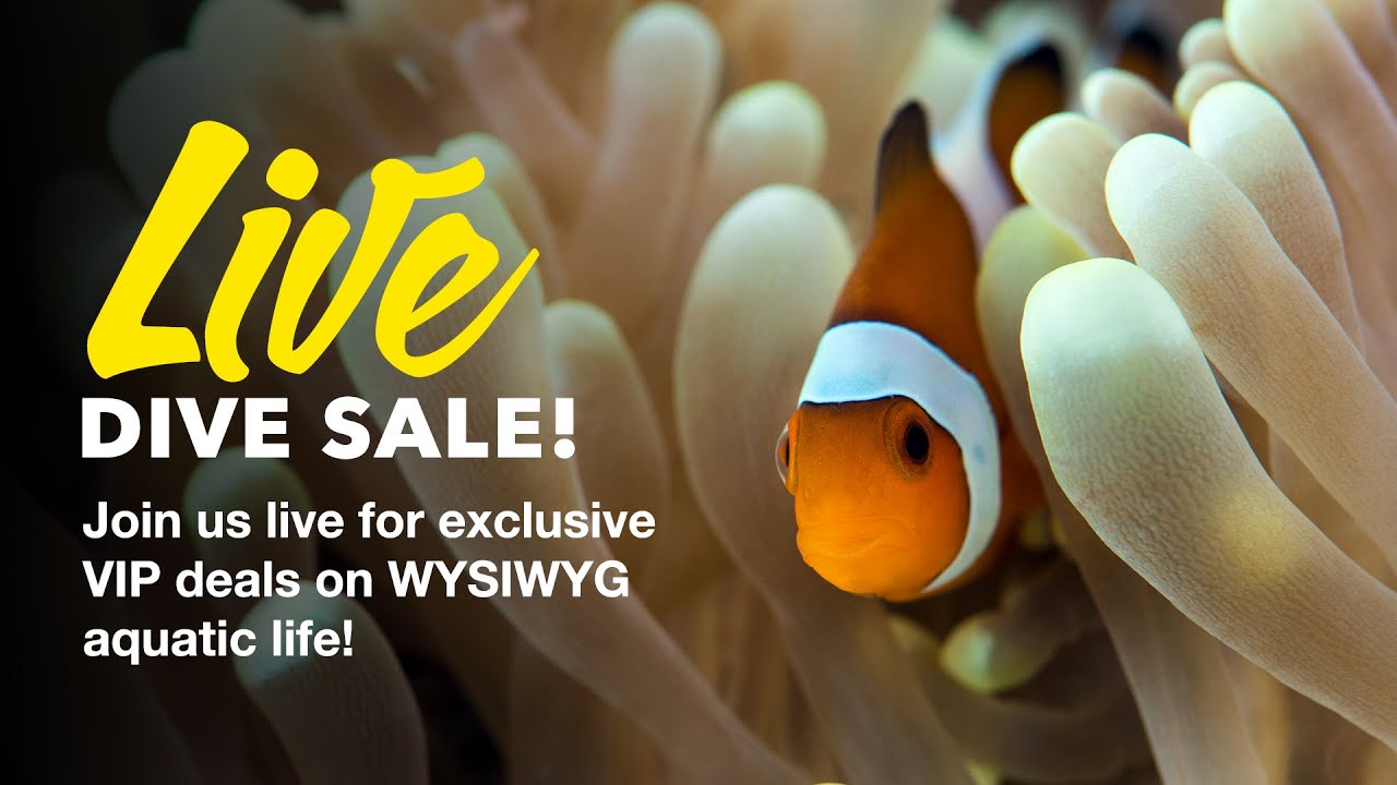 LiveAquaria® Live Dive Sale – 04/22/2024 - YouTube